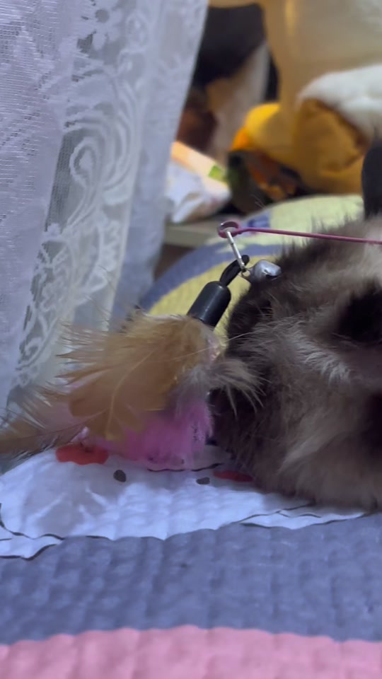 #秀出你的apt壁纸 #网易云背景图 ☁️🎶🎧APT. - 抖音